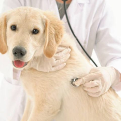 Pet Cardiology In Brampton, ON | Heartlake Vet Hospital