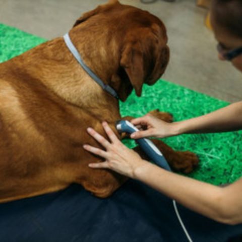 Pet Cold Laser Therapy In Brampton, ON | Heartlake Vet